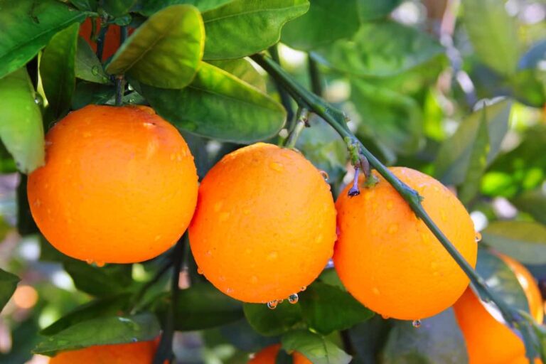 The 9 Best Oranges for Juicing - Minneopa Orchards