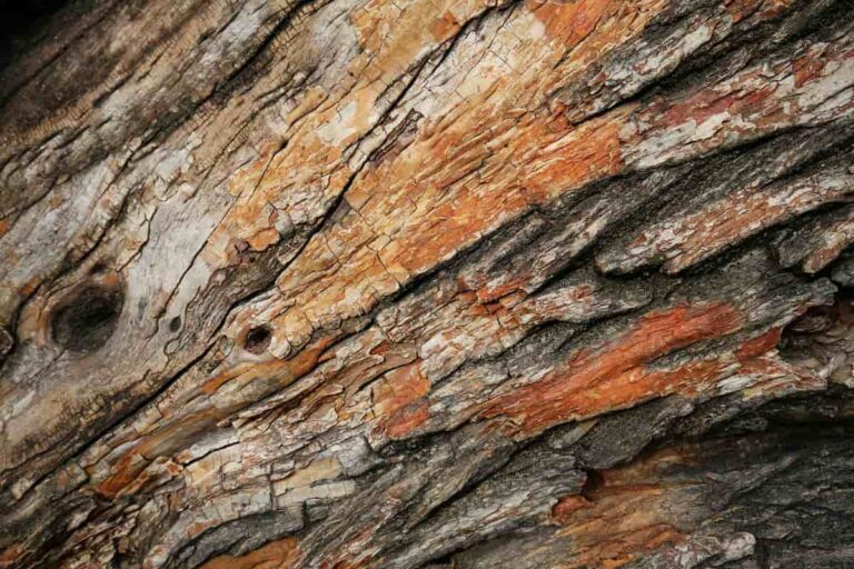 The Osage Orange Tree - Minneopa Orchards