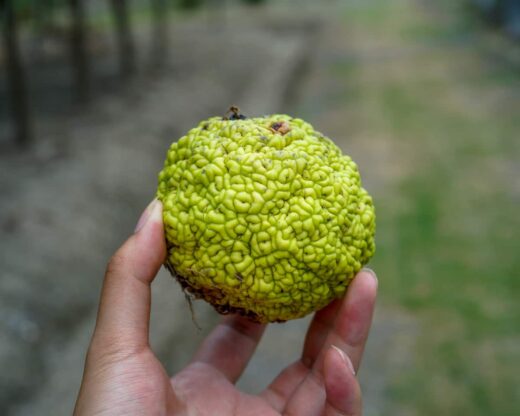 The Osage Orange Tree - Minneopa Orchards