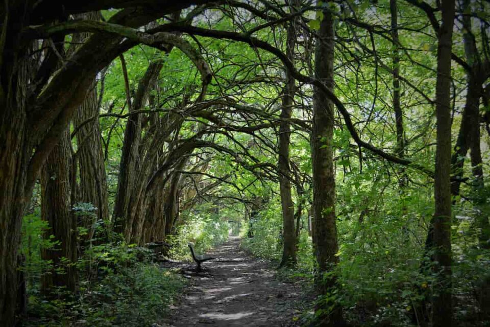 The Osage Orange Tree - Minneopa Orchards