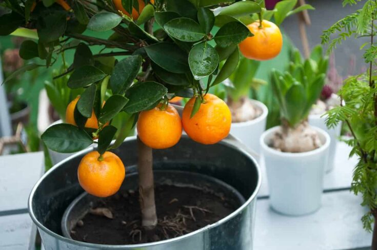How to Grow and Care for Potted Orange Trees - Minneopa Orchards