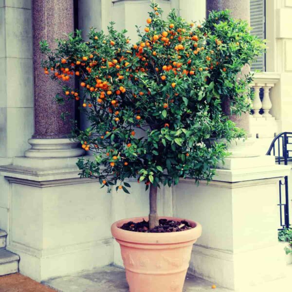 The Guide to Tangerine Tree Care - Minneopa Orchards