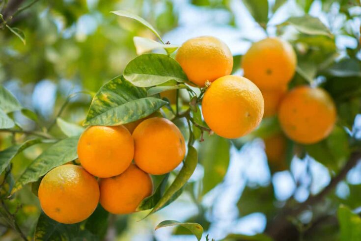 28 Different Types of Oranges - Minneopa Orchards
