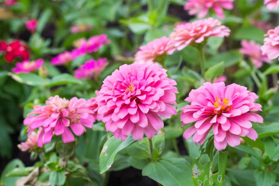 8 Beautiful Zinnia Garden Ideas You Can Re-Create at Home - Minneopa ...