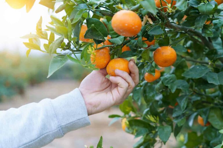 The Complete Orange Tree Care Guide - Minneopa Orchards