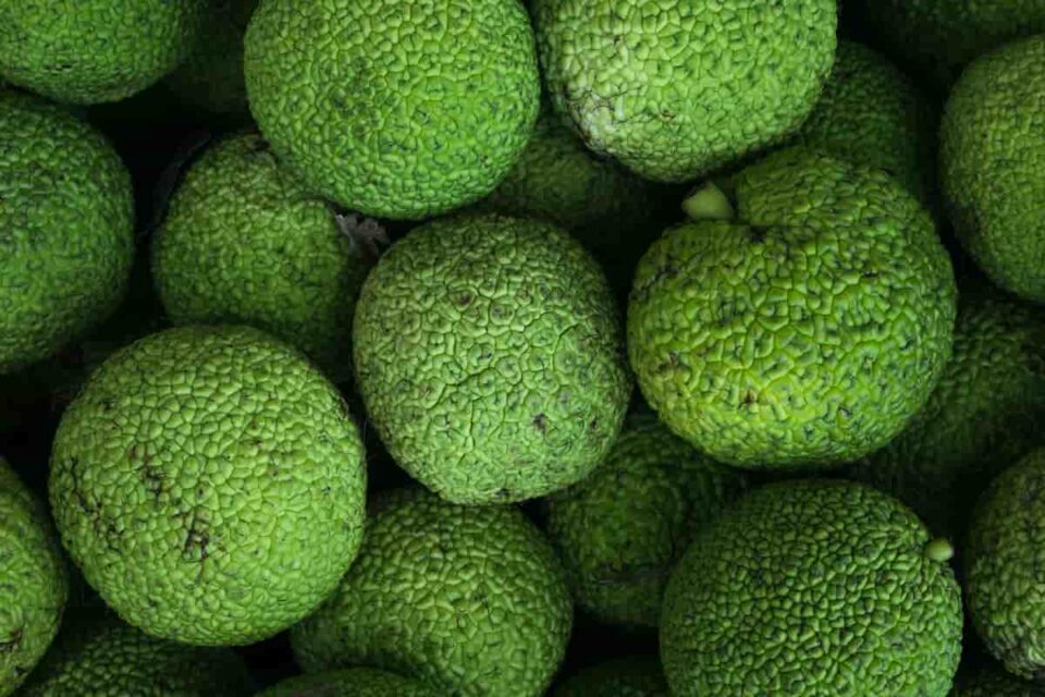 The Osage Orange Tree - Minneopa Orchards