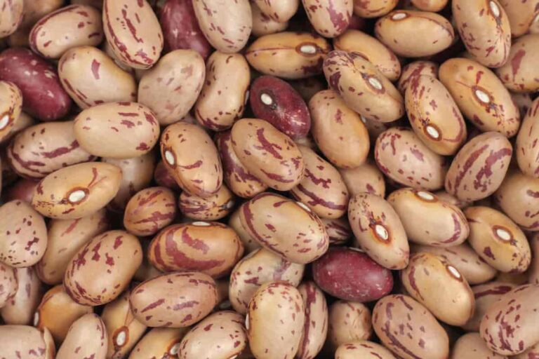 All About Pinto Beans - Minneopa Orchards