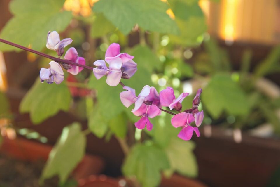 The Purple Hyacinth Bean - Minneopa Orchards
