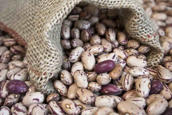 All About Pinto Beans - Minneopa Orchards