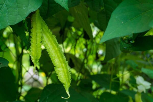All About Winged Beans - Minneopa Orchards