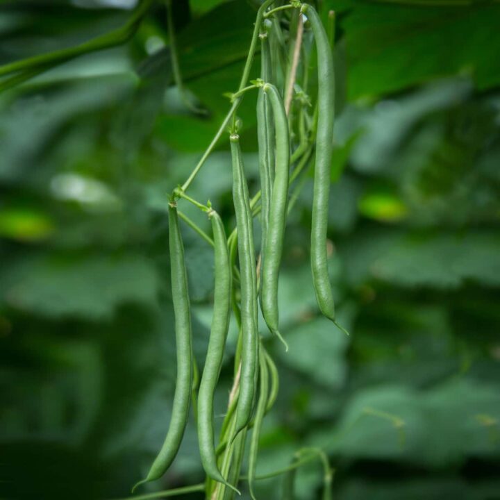 Kentucky Blue Pole Beans - Minneopa Orchards
