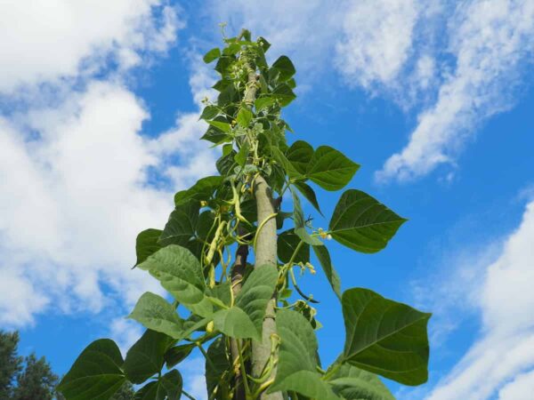 7 Kinds of Lima Beans to Know About - Minneopa Orchards