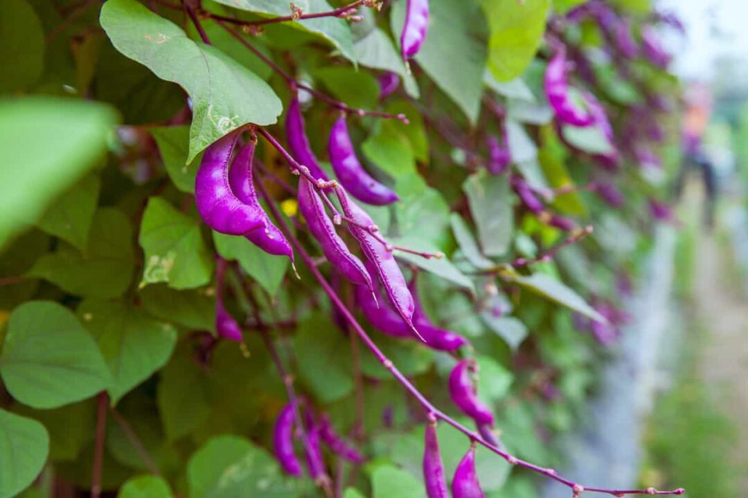 The Purple Hyacinth Bean - Minneopa Orchards