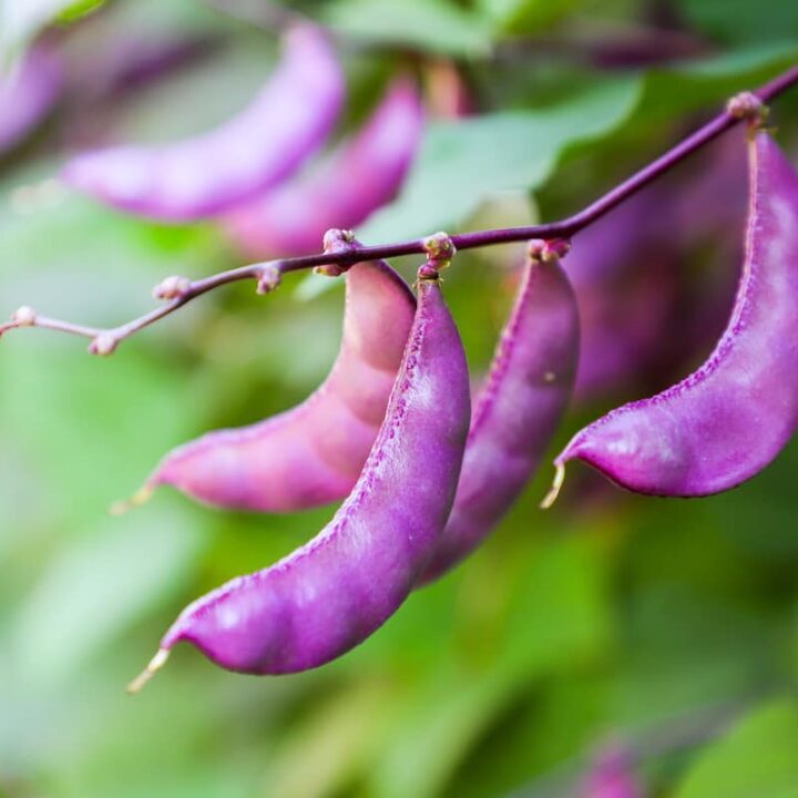 Bean Varieties - Minneopa Orchards