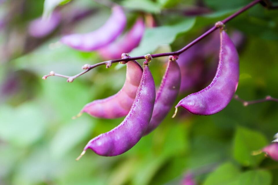 The Ruby Moon Hyacinth Bean - Minneopa Orchards