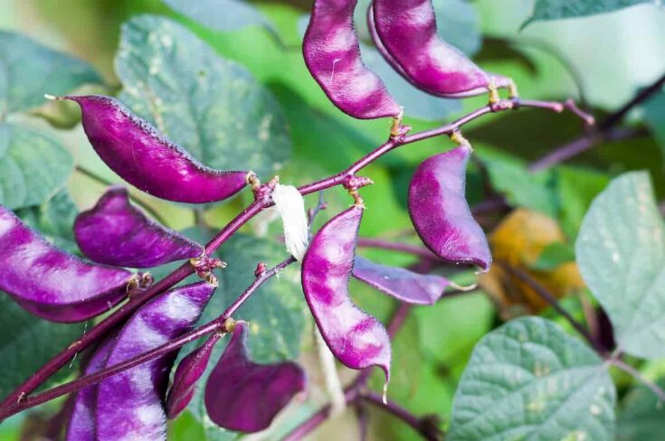The Purple Hyacinth Bean - Minneopa Orchards