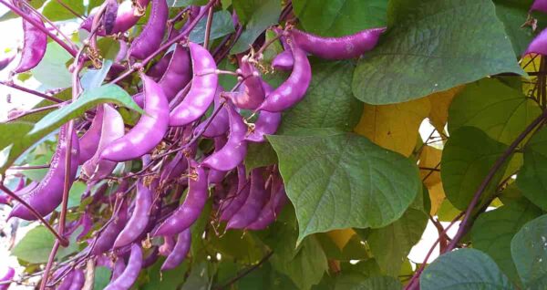 The Ruby Moon Hyacinth Bean - Minneopa Orchards