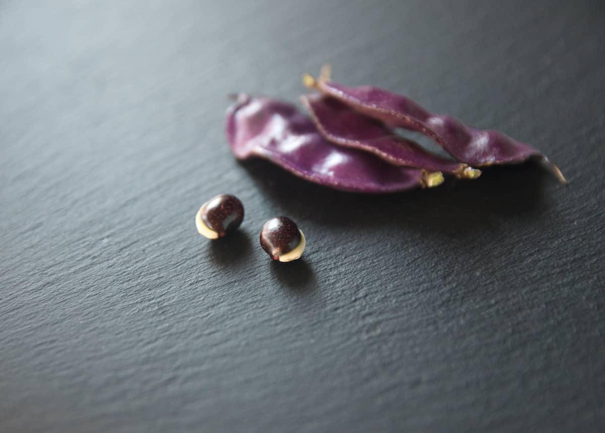 The Purple Hyacinth Bean - Minneopa Orchards