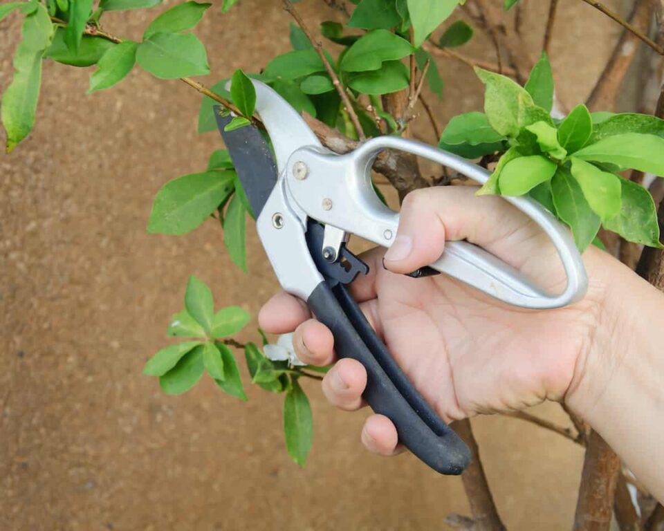 The 10 Best Pruning Shears for Home Gardeners - Minneopa Orchards
