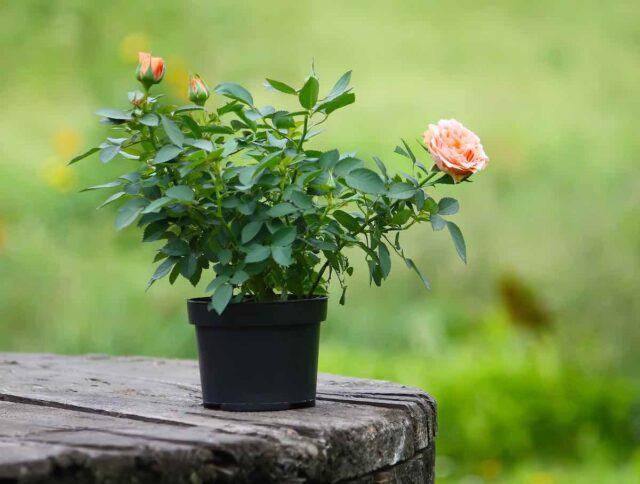How To Grow Roses From Seeds 3 Different Ways - Minneopa Orchards