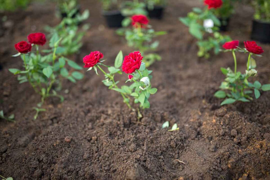 How To Grow Roses From Seeds 3 Different Ways - Minneopa Orchards