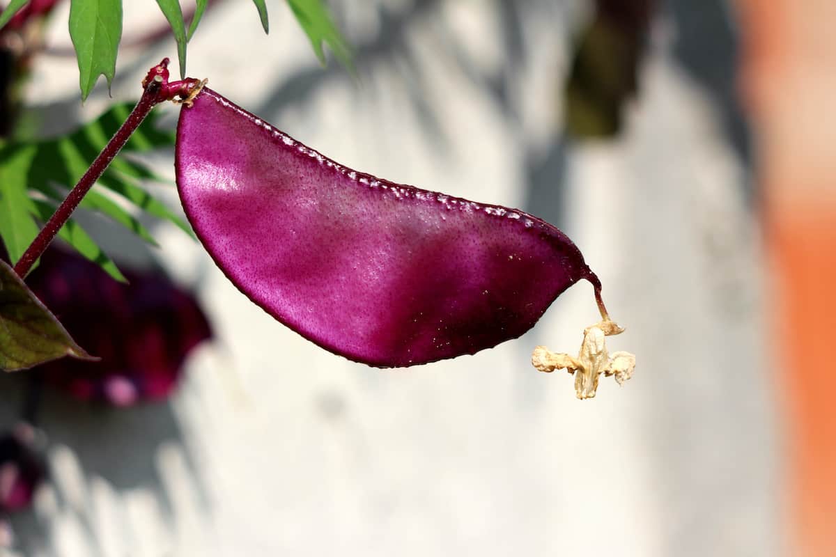 The Ruby Moon Hyacinth Bean - Minneopa Orchards