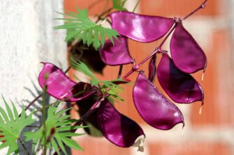 The Ruby Moon Hyacinth Bean - Minneopa Orchards