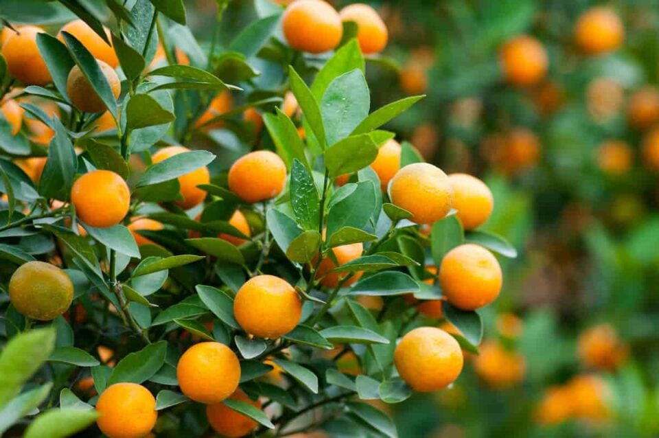 The Dwarf Brown Select Satsuma - Minneopa Orchards