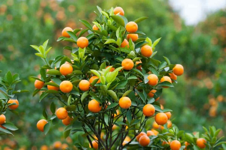 The Dwarf Brown Select Satsuma - Minneopa Orchards