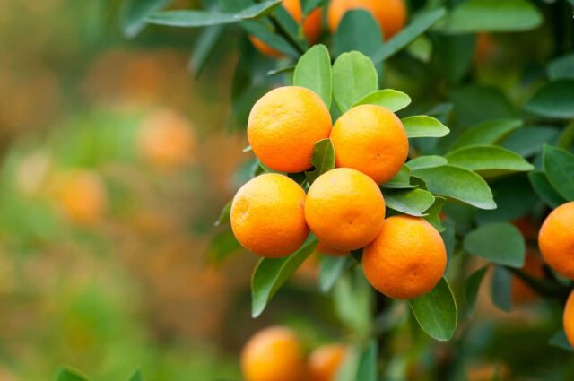The Dwarf Brown Select Satsuma - Minneopa Orchards