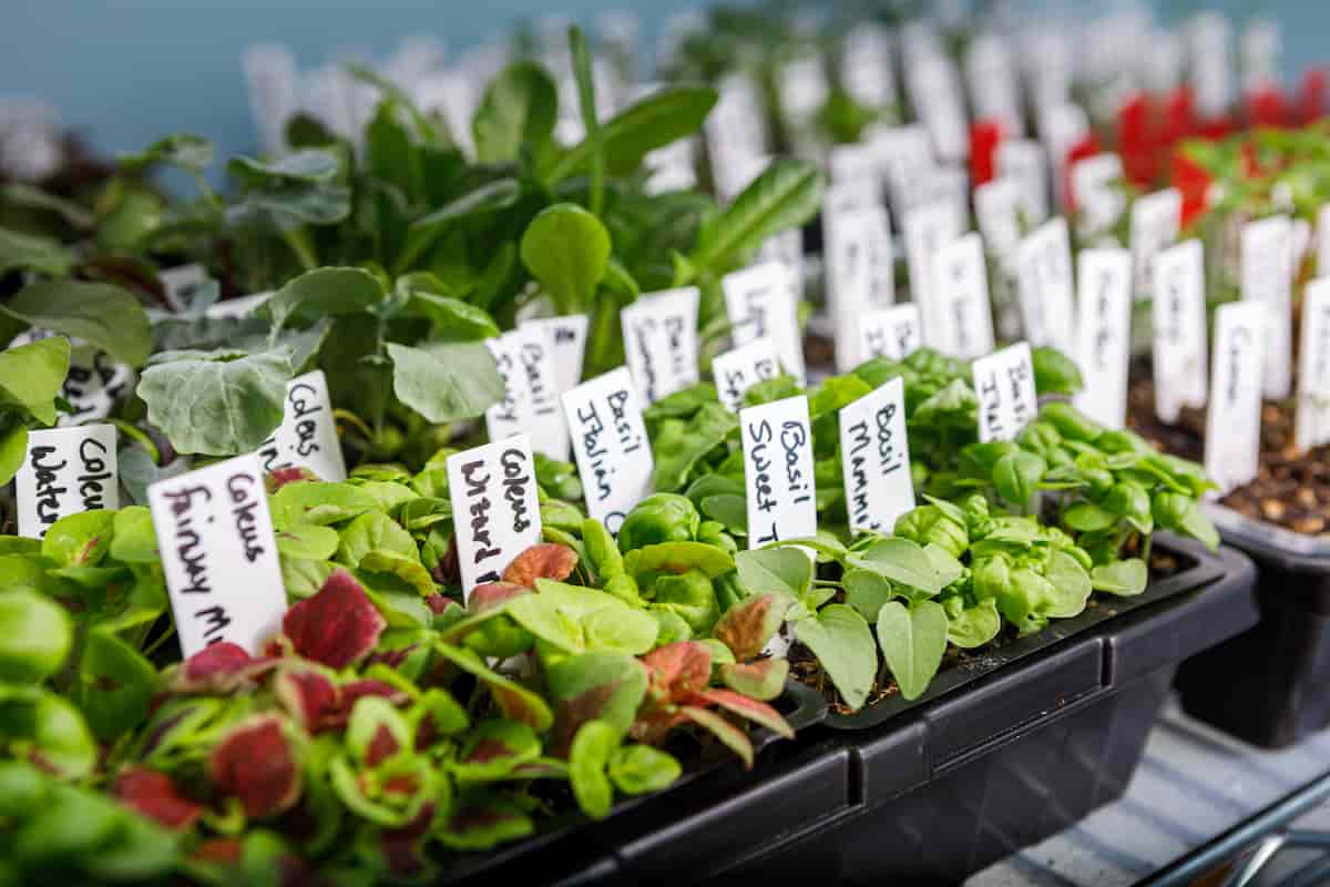 How to Care for Seedlings: Growing Healthy Seedlings - Minneopa Orchards