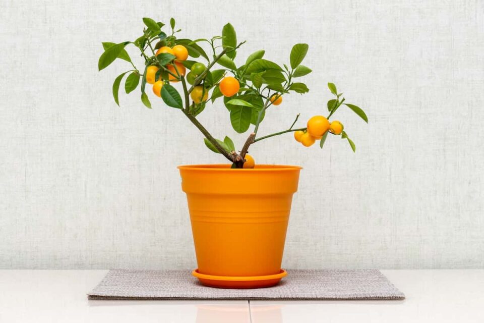 All About Growing Indoor Orange Trees - Minneopa Orchards