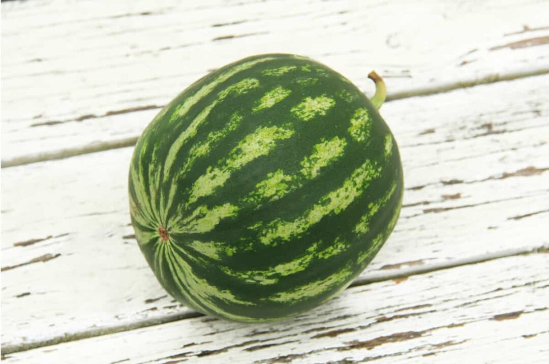 White Flesh Watermelon - Minneopa Orchards