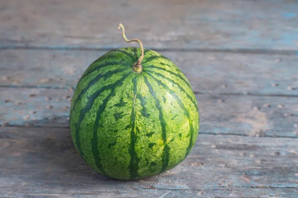 White Flesh Watermelon - Minneopa Orchards