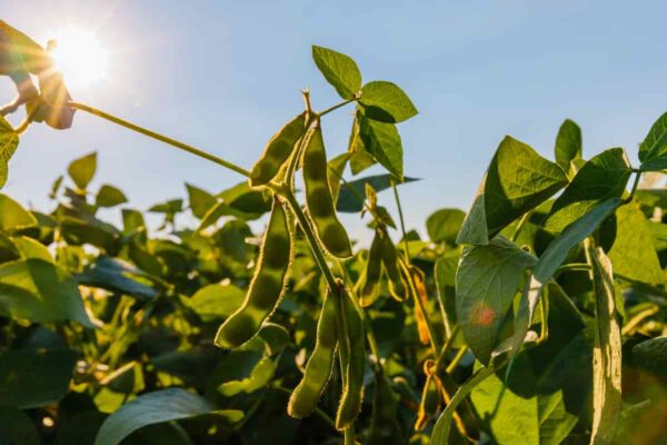 The Midori Giant Soybean - Minneopa Orchards