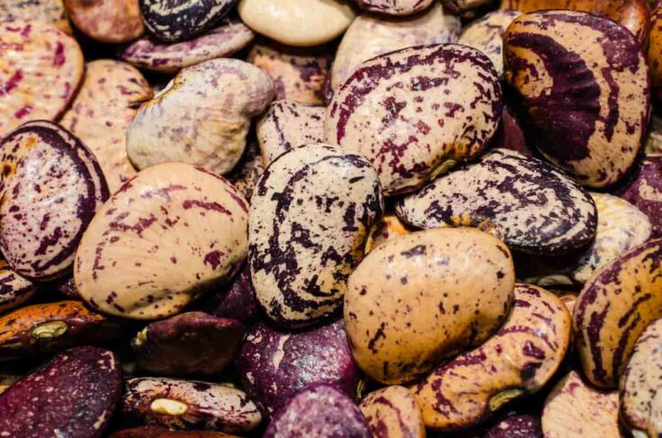 7 Kinds of Lima Beans to Know About - Minneopa Orchards