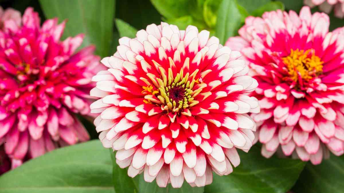 The Gorgeous Swizzle Zinnia: Everything You Need to Know About Growing ...