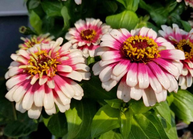 The Gorgeous Swizzle Zinnia: Everything You Need to Know About Growing ...