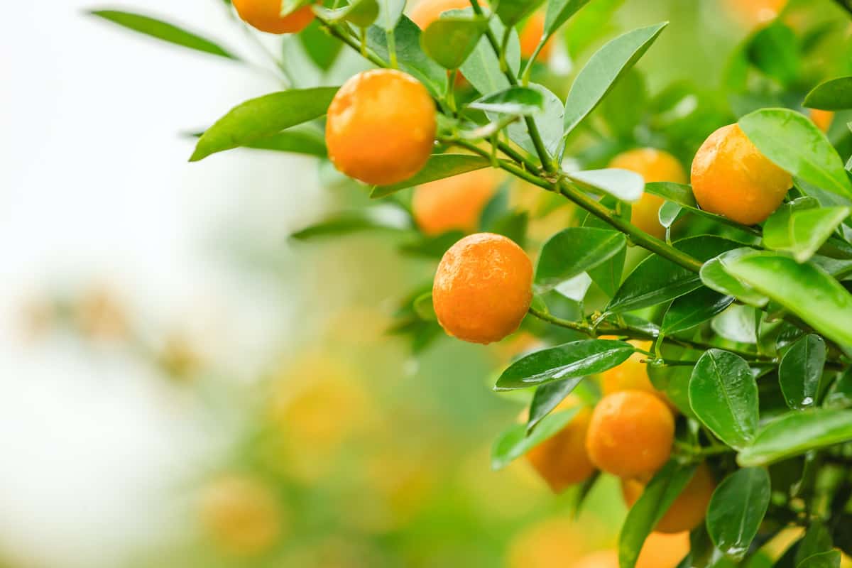 The Guide to Tangerine Tree Care - Minneopa Orchards