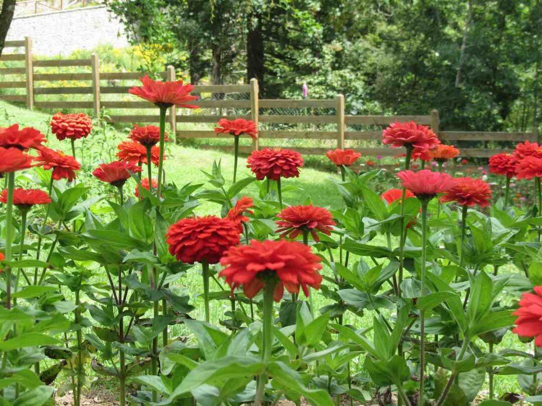 How to Harvest Zinnia Seeds: Everything You Need to Know - Minneopa ...