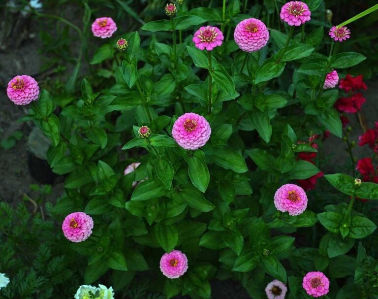 5 Useful Facts About The Thumbelina Zinnia - Minneopa Orchards