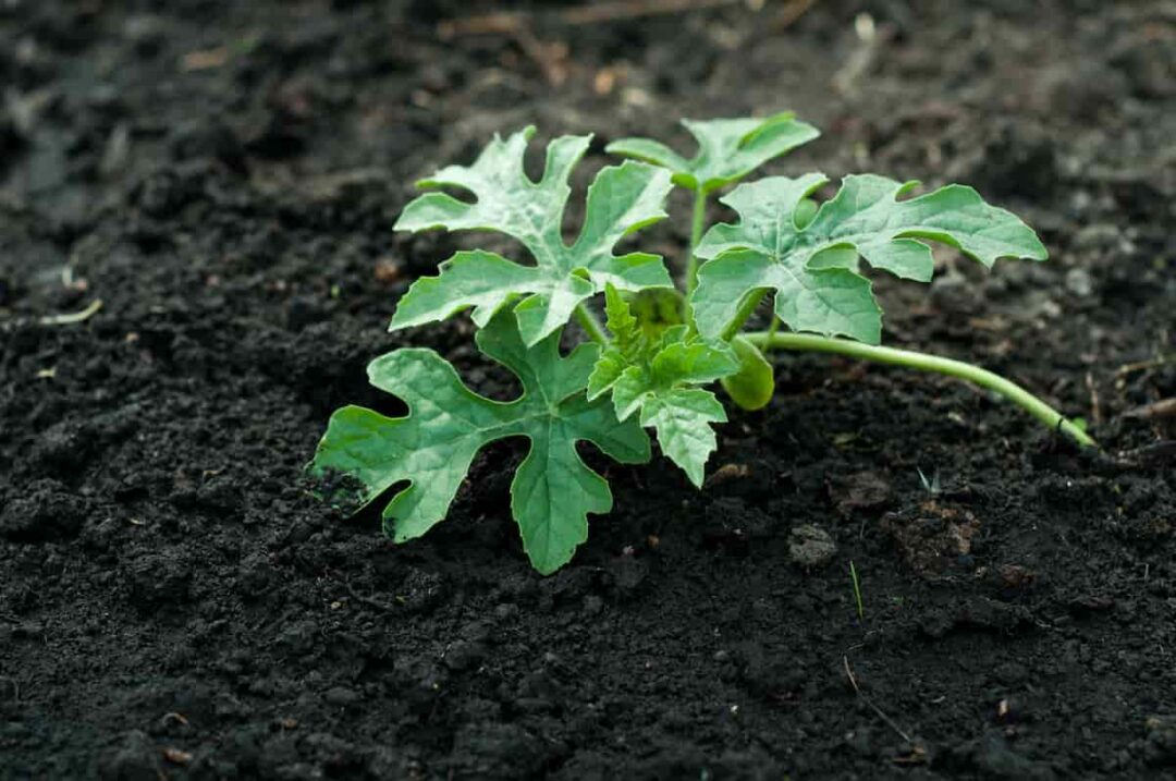 All About Icebox Watermelons - Minneopa Orchards