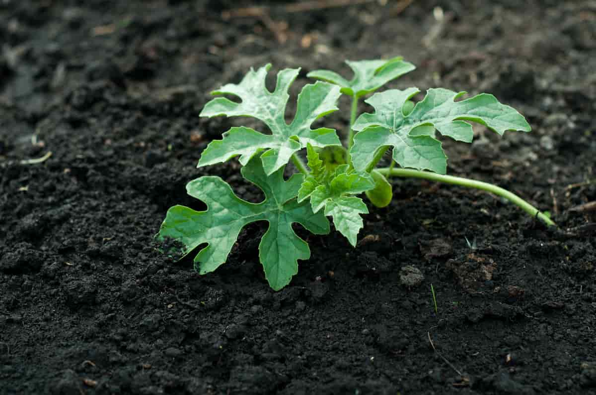 The Bush Sugar Baby Watermelon - Minneopa Orchards