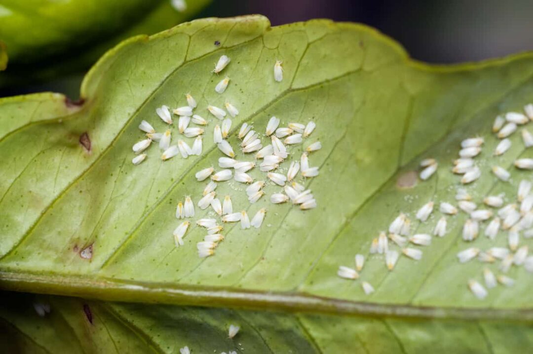 How to Identify and Eliminate Orange Tree Pests - Minneopa Orchards