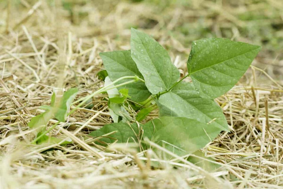All About Winged Beans - Minneopa Orchards