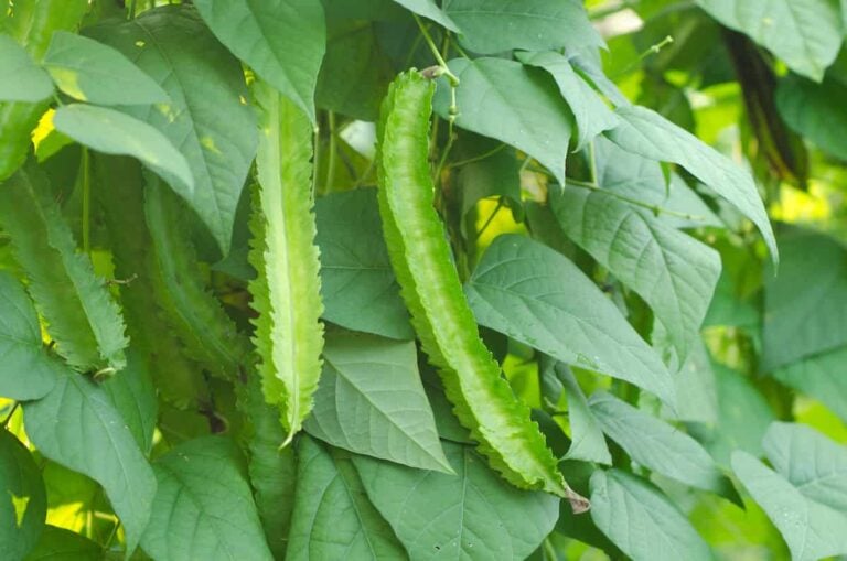 All About Winged Beans - Minneopa Orchards