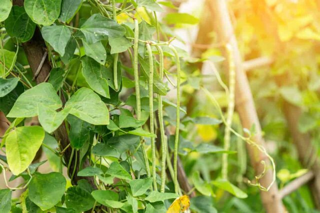 11 Kinds of Yard Long Beans - Minneopa Orchards