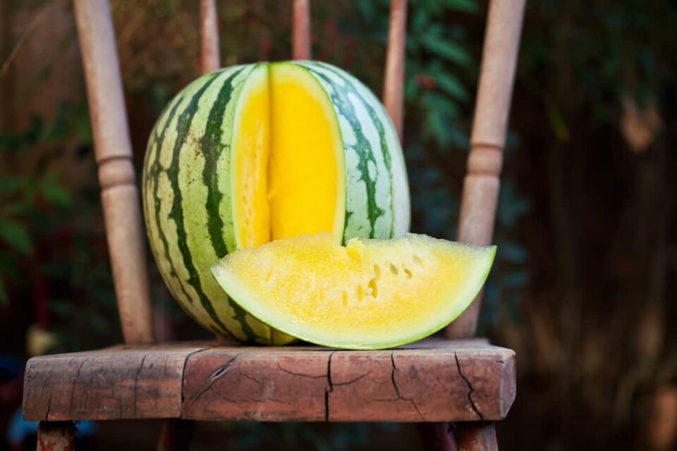 All About Seedless Watermelons - Minneopa Orchards