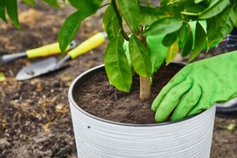 The Honey Tangerine Tree - Minneopa Orchards