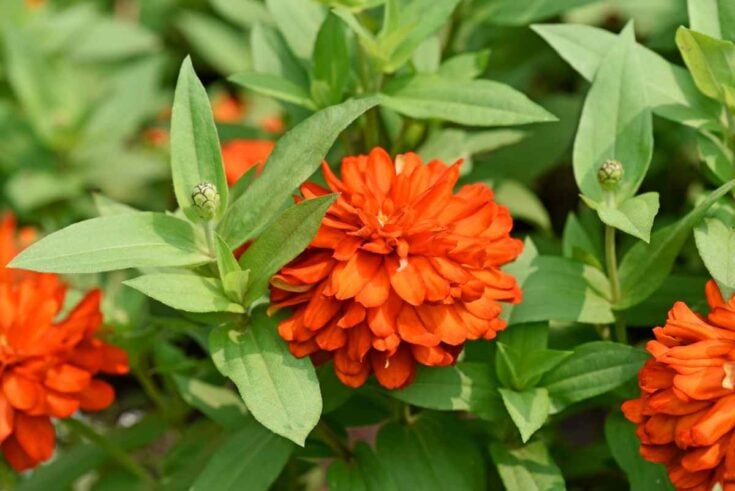 The Amazing Zahara Zinnia: Everything You Need to Know - Minneopa Orchards